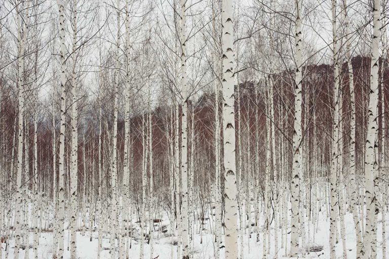 8 Common Types of birch trees (with Photos) - Plantglossary