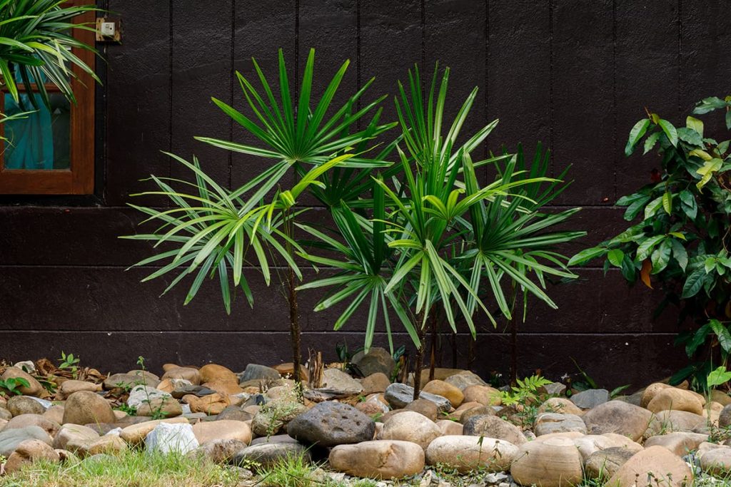 14 Different Types of Palm Trees Explained - Plantglossary