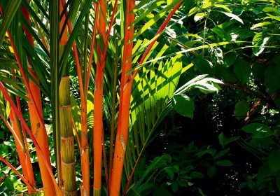 14 Different Types of Palm Trees Explained - Plantglossary