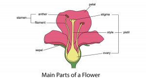 Parts of A Flower Explained - Plantglossary