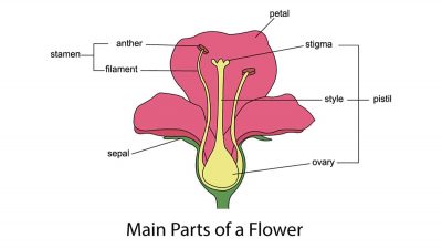Parts of A Flower Explained - Plantglossary