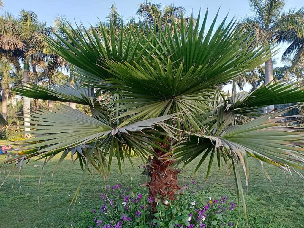 14 Different Types of Palm Trees Explained - Plantglossary