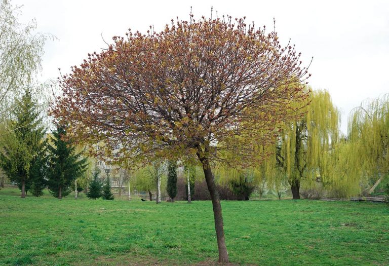 11 Different Types of Maple Trees - Plantglossary