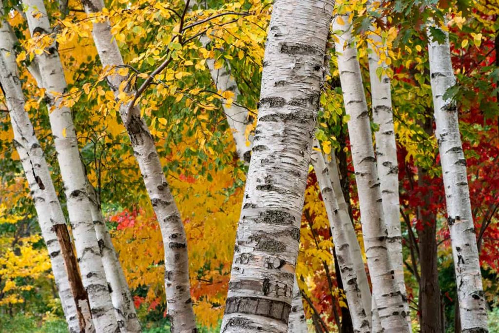8 Common Types of birch trees (with Photos) - Plantglossary