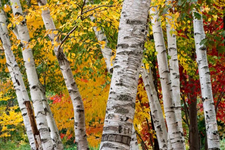 8 Common Types of birch trees (with Photos) - Plantglossary