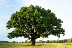 Detailed Parts of A Tree Explained (with Diagram) - Plantglossary