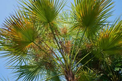 14 Different Types of Palm Trees Explained - Plantglossary