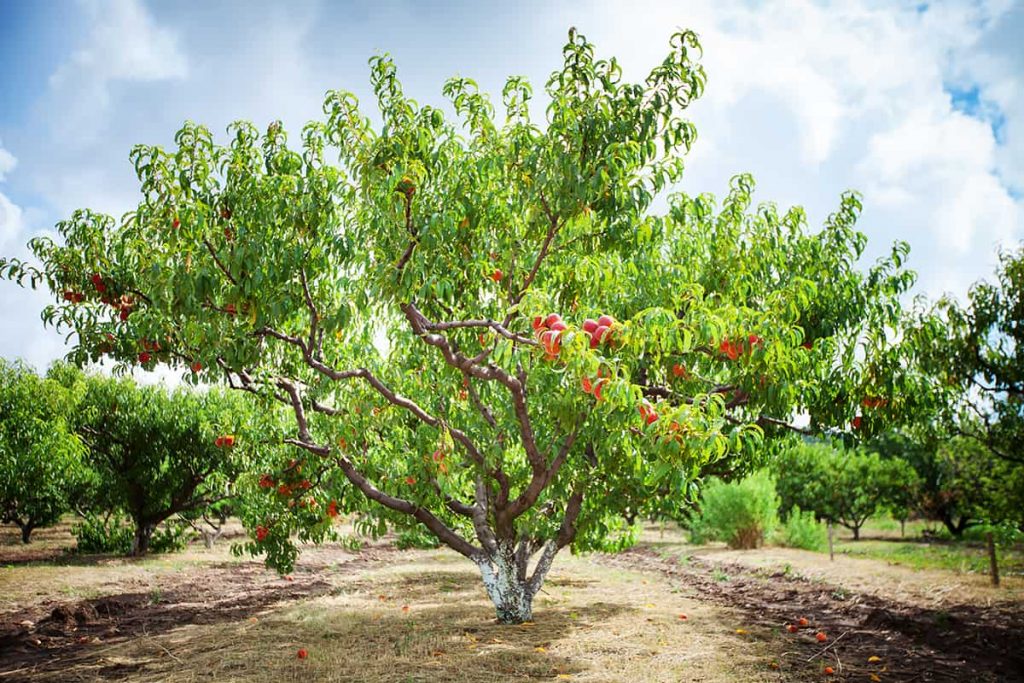 Types of Trees – The Ultimate Guide (with Pictures) - Plantglossary