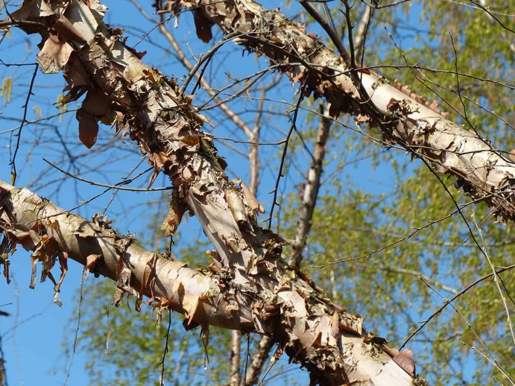8 Common Types of birch trees (with Photos) - Plantglossary