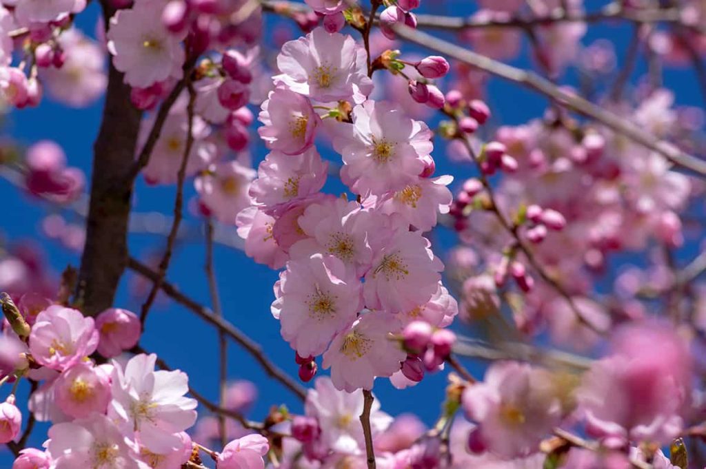 8 Types of Cherry Blossom Trees: Discovering Their Unique ...