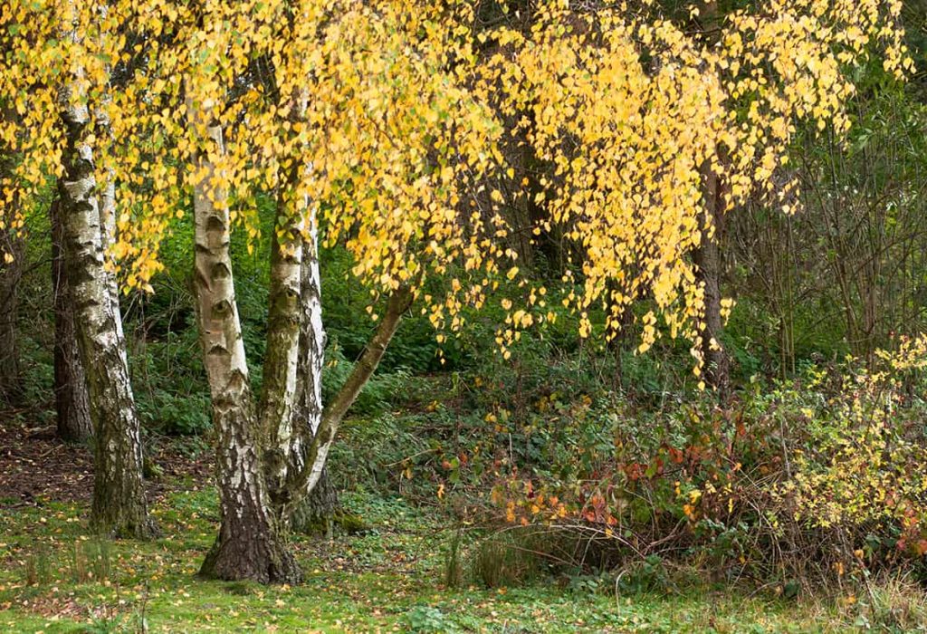 8 Common Types of birch trees (with Photos) - Plantglossary