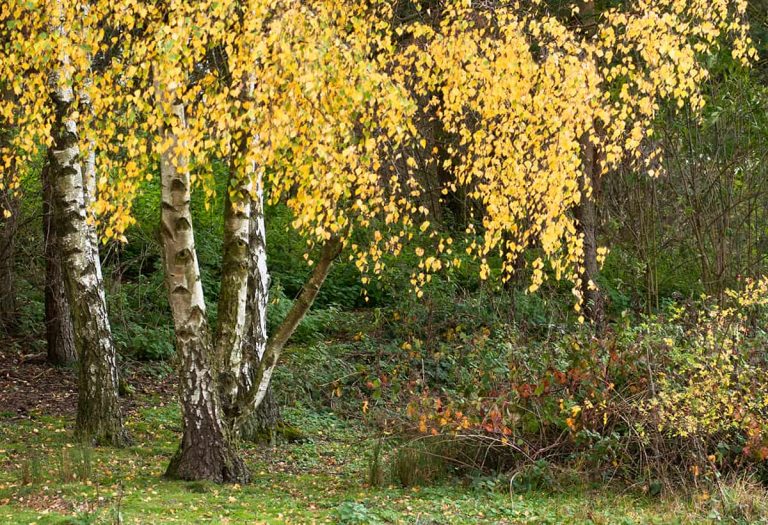 8 Common Types of birch trees (with Photos) - Plantglossary