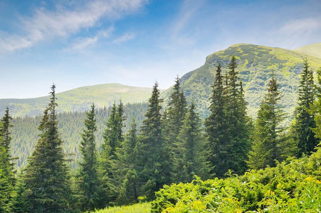 Types of Trees – The Ultimate Guide (with Pictures) - Plantglossary