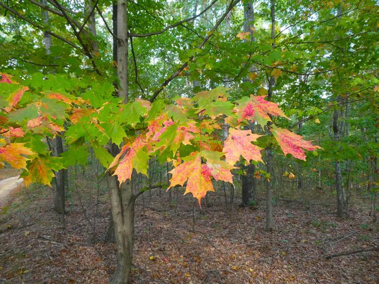 11 Different Types of Maple Trees - Plantglossary