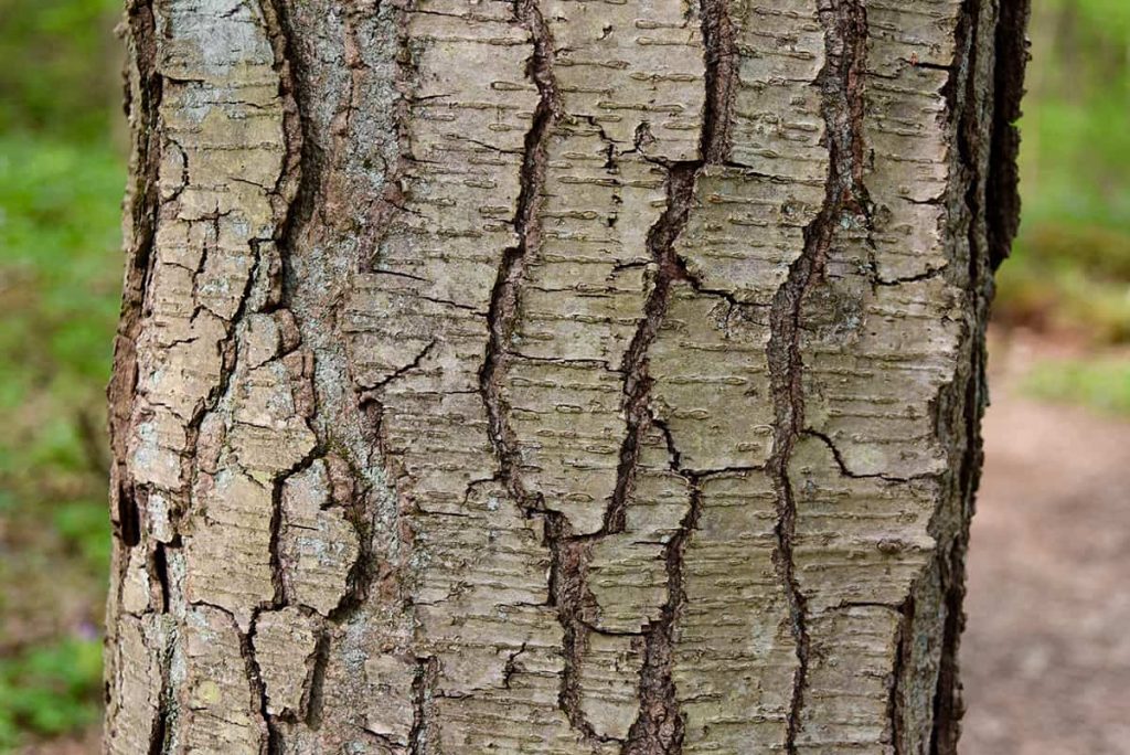 8 Common Types of birch trees (with Photos) - Plantglossary
