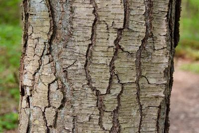8 Common Types of birch trees (with Photos) - Plantglossary