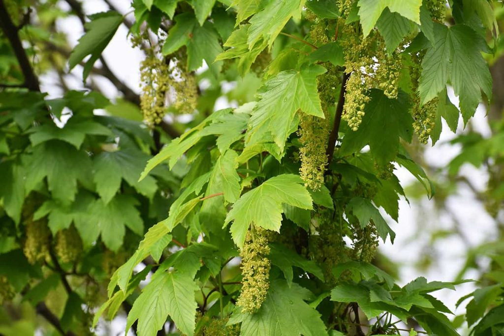 11 Different Types of Maple Trees - Plantglossary