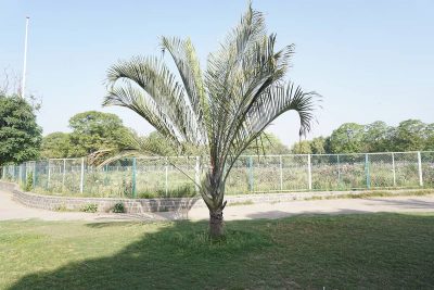 14 Different Types of Palm Trees Explained - Plantglossary