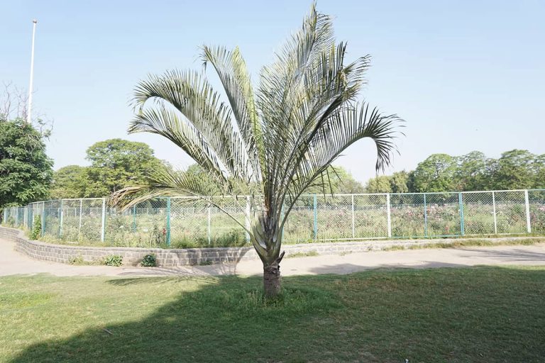 14 Different Types of Palm Trees Explained - Plantglossary