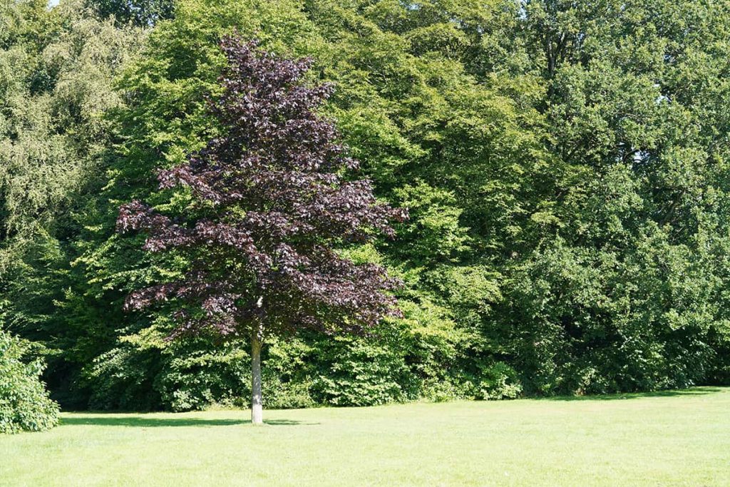 11 Different Types of Maple Trees - Plantglossary