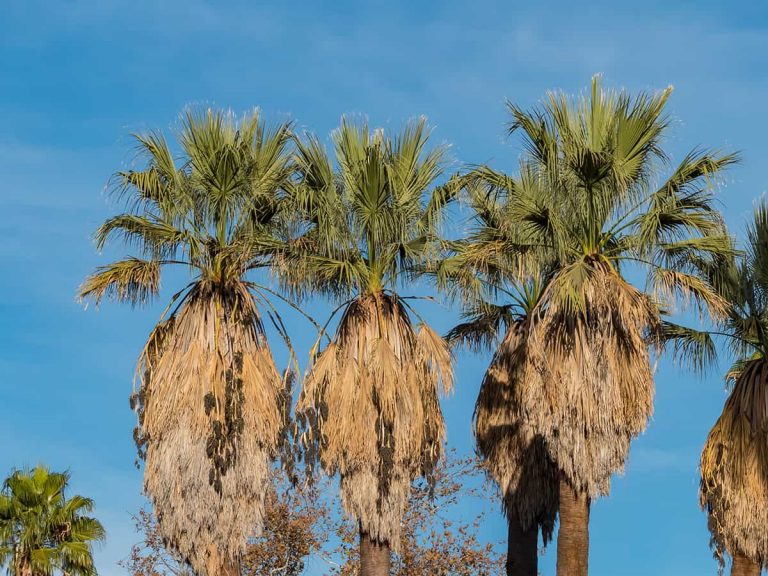14 Different Types of Palm Trees Explained - Plantglossary