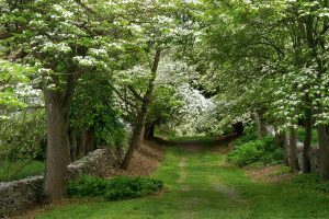 Types of Trees – The Ultimate Guide (with Pictures) - Plantglossary