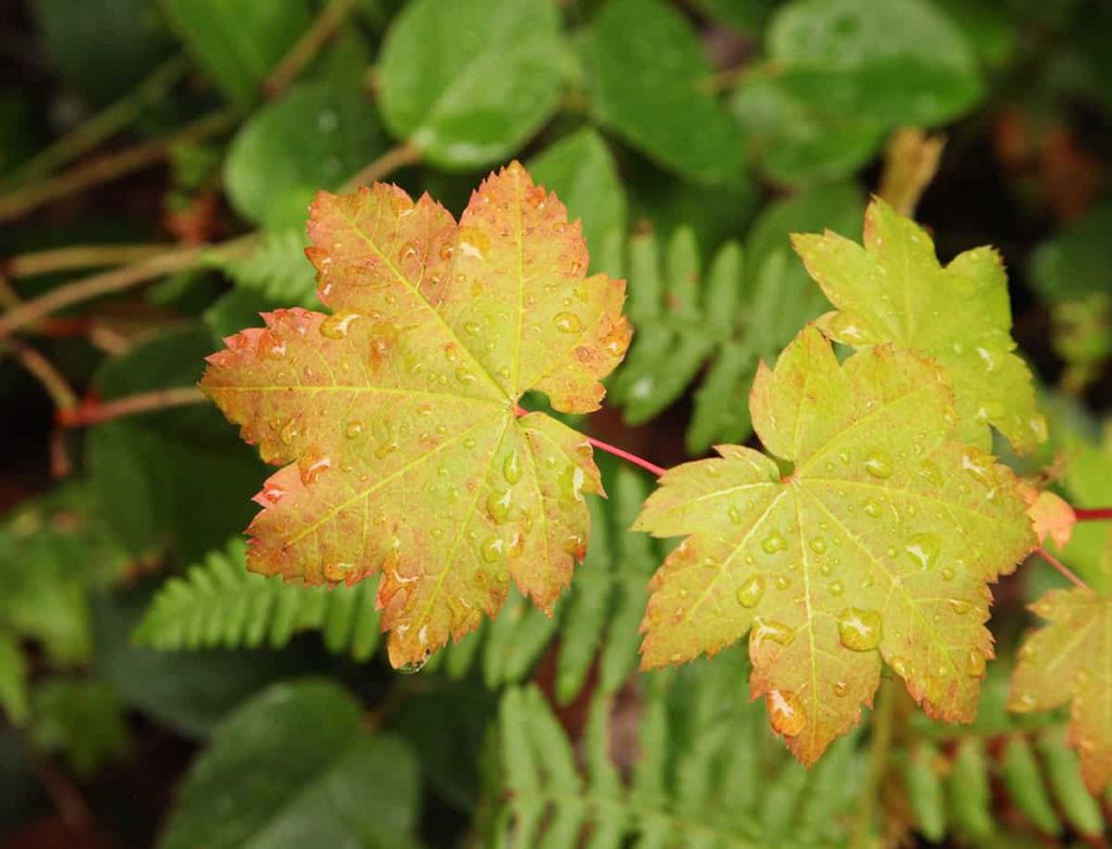 11 Different Types of Maple Trees - Plantglossary