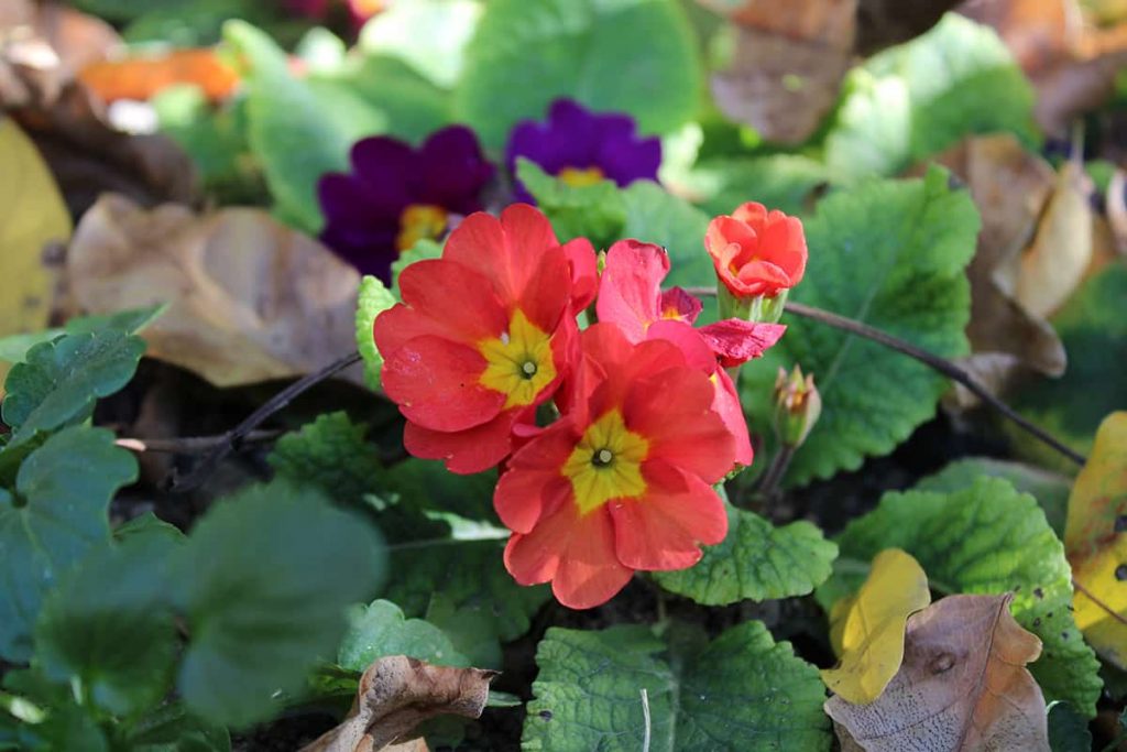 Parts of A Flower Explained - Plantglossary