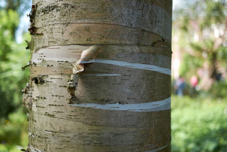 8 Common Types of birch trees (with Photos) - Plantglossary