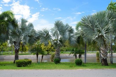 How Big is a Palm Tree? - Plantglossary