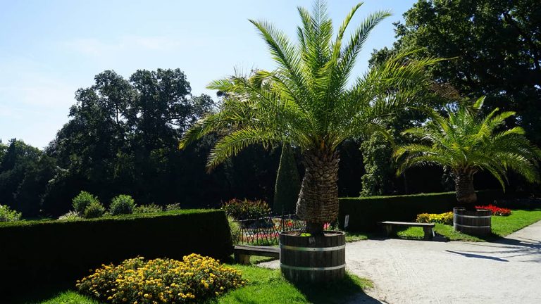 How Big is a Palm Tree? - Plantglossary