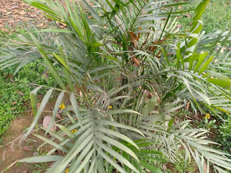 9 Small Types of Palm Trees (with Growing Info) - Plantglossary