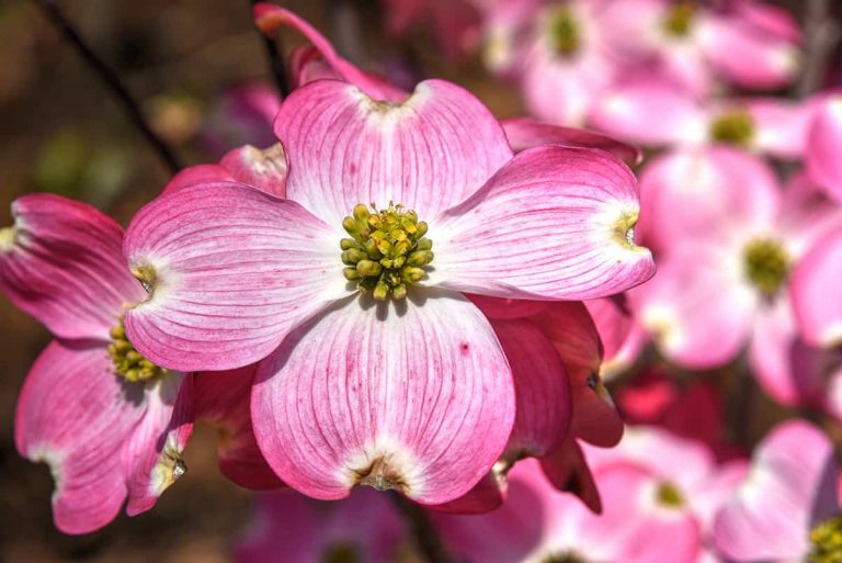 Pink Dogwood Tree – Origins, Types and Care - Plantglossary