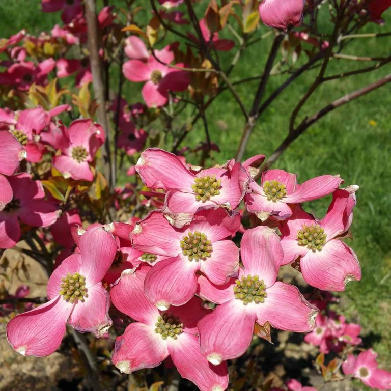Pink Dogwood Tree – Origins, Types and Care - Plantglossary