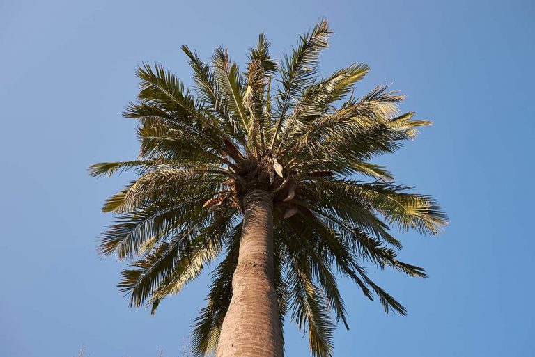 How Big is a Palm Tree? - Plantglossary