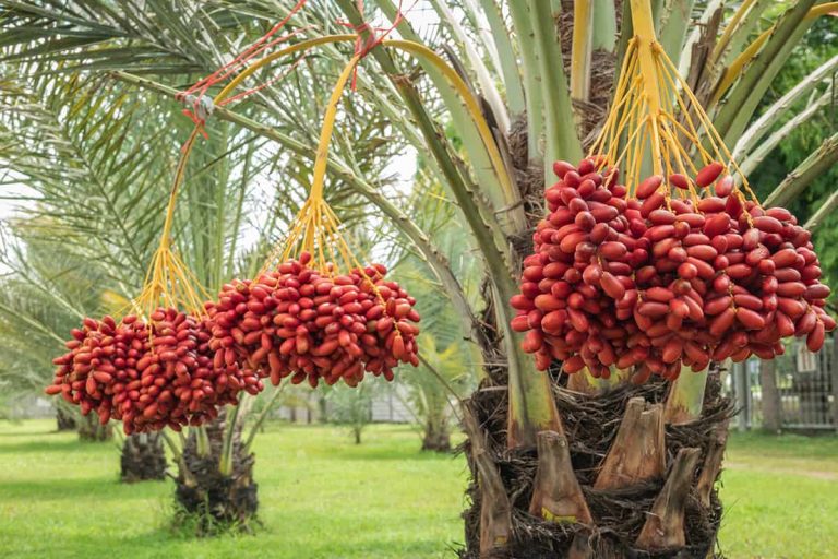 How to Grow and Care For Acai Palm Tree - Plantglossary