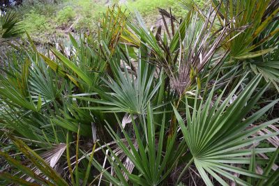9 Small Types of Palm Trees (with Growing Info) - Plantglossary