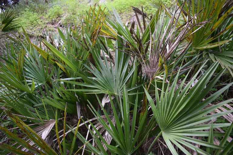 9 Small Types of Palm Trees (with Growing Info) - Plantglossary