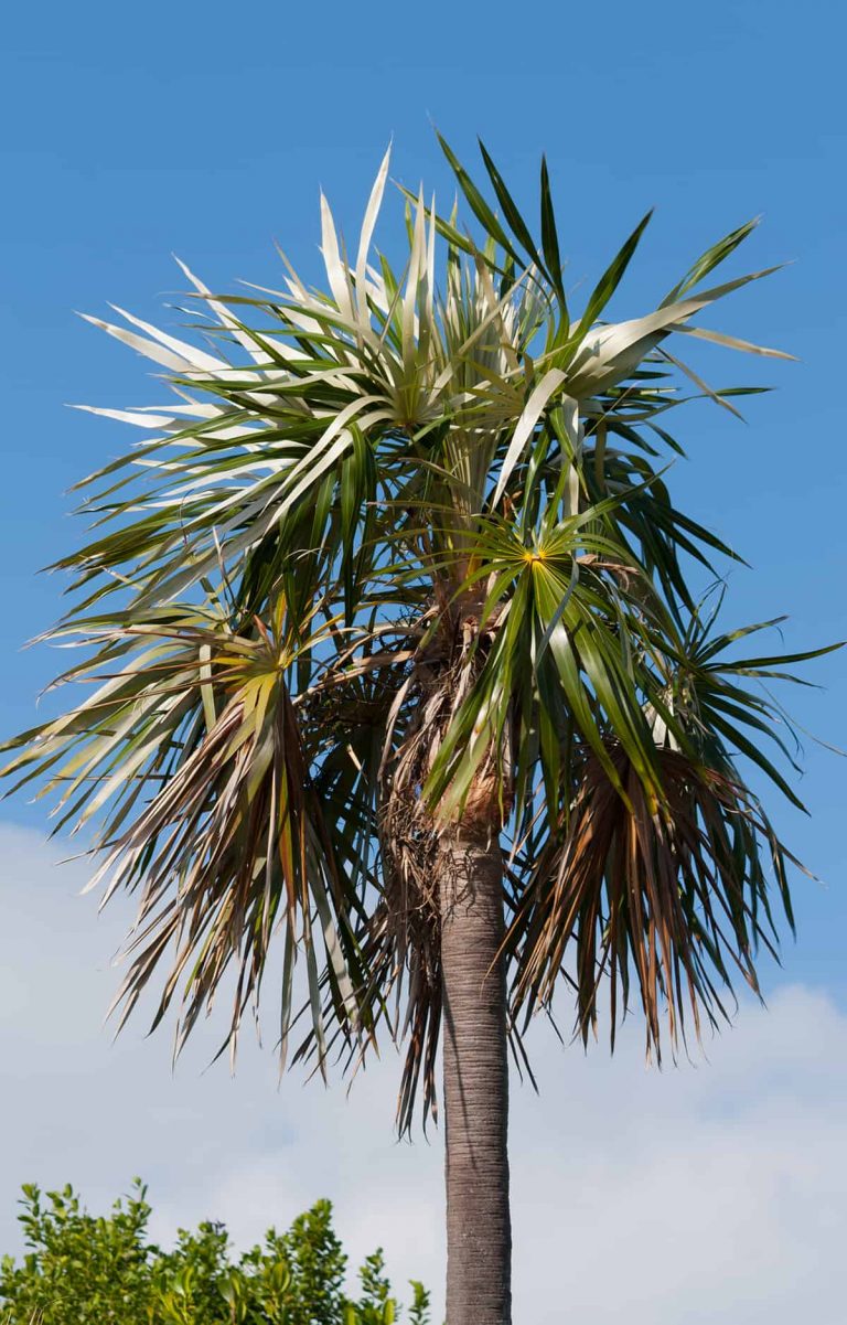How Big is a Palm Tree? - Plantglossary