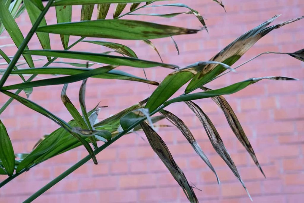 Common Palm Tree Diseases – Identifying & Solutions - Plantglossary