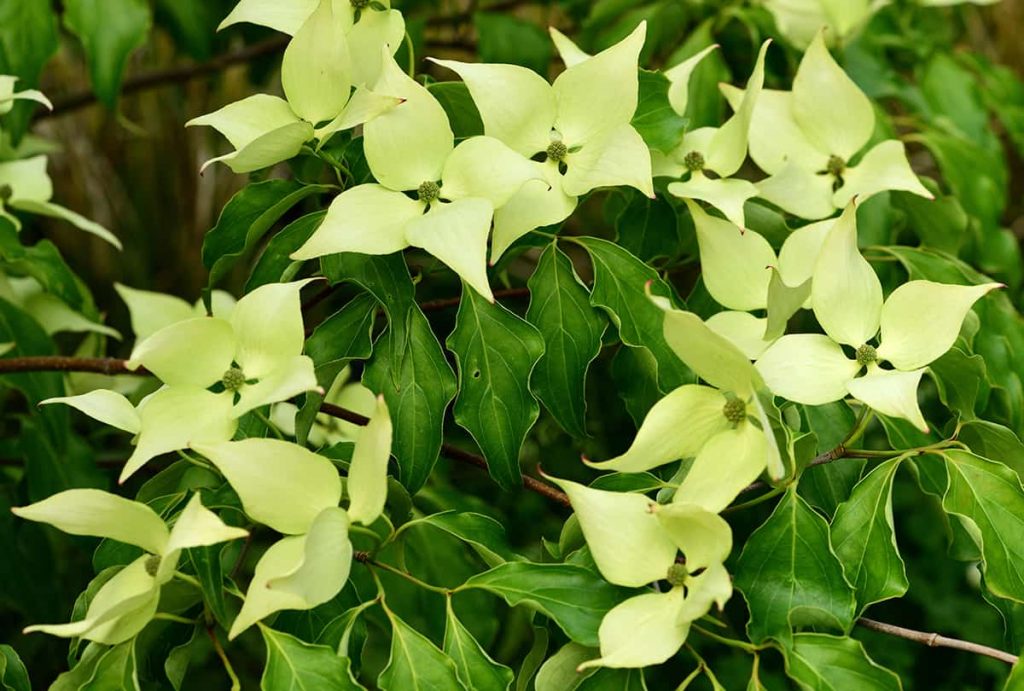 Japanese Dogwood – Varieties & Care Guide - Plantglossary