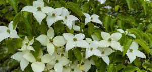 Japanese Dogwood – Varieties & Care Guide - Plantglossary