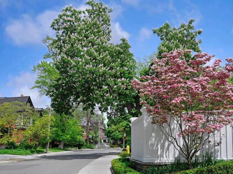 Pink Dogwood Tree – Origins, Types and Care - Plantglossary