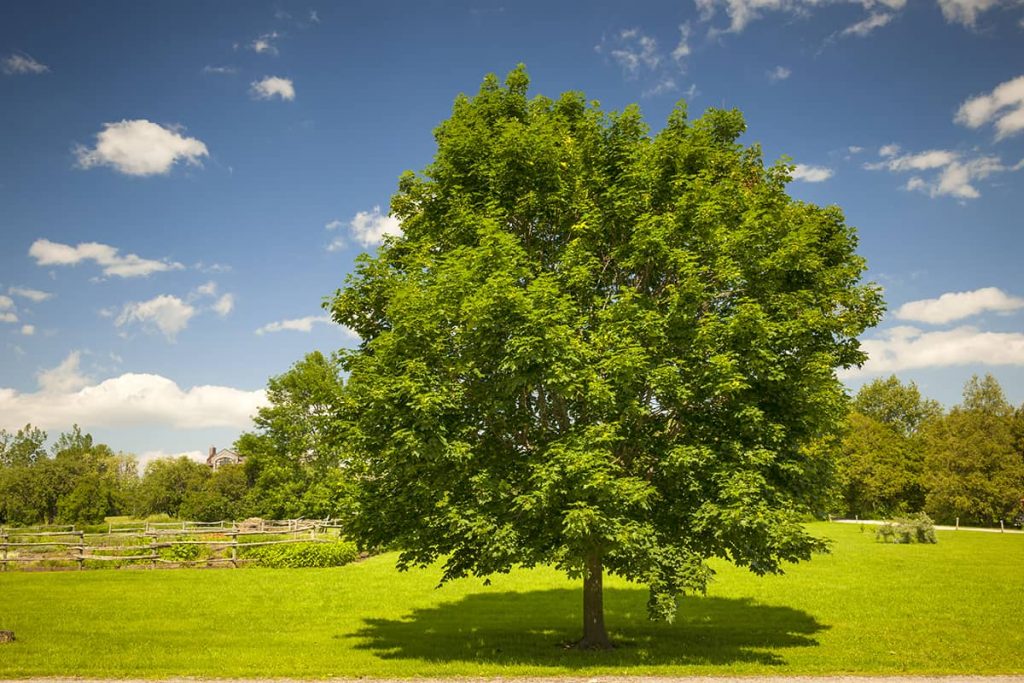 Maple Trees – Origins, Identification, and Care Guide - Plantglossary
