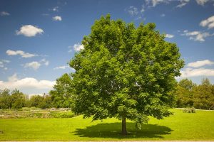 Maple Trees – Origins, Identification, and Care Guide - Plantglossary