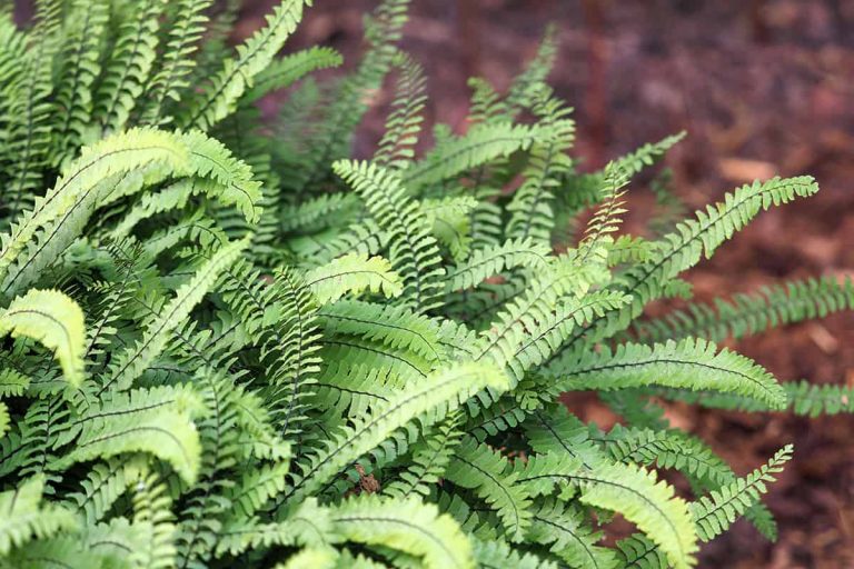 10 Ferns for Zone 6 - Plantglossary