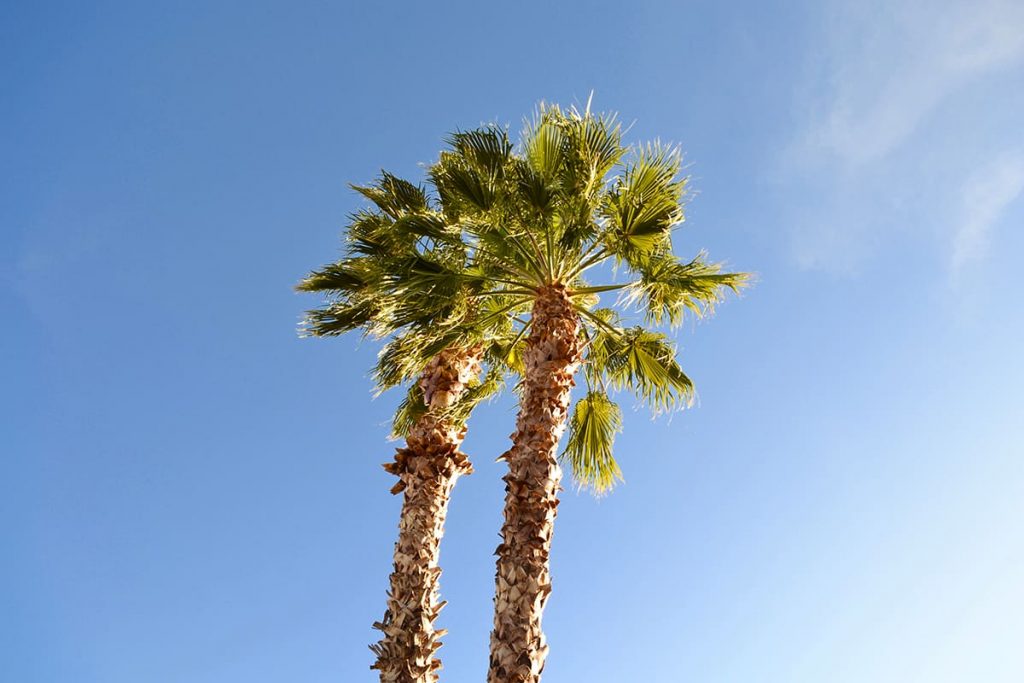 How Big is a Palm Tree? - Plantglossary