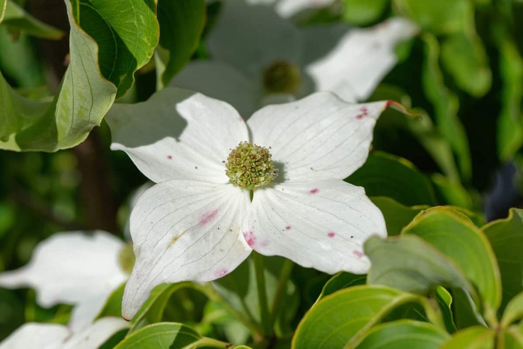 Japanese Dogwood – Varieties & Care Guide - Plantglossary