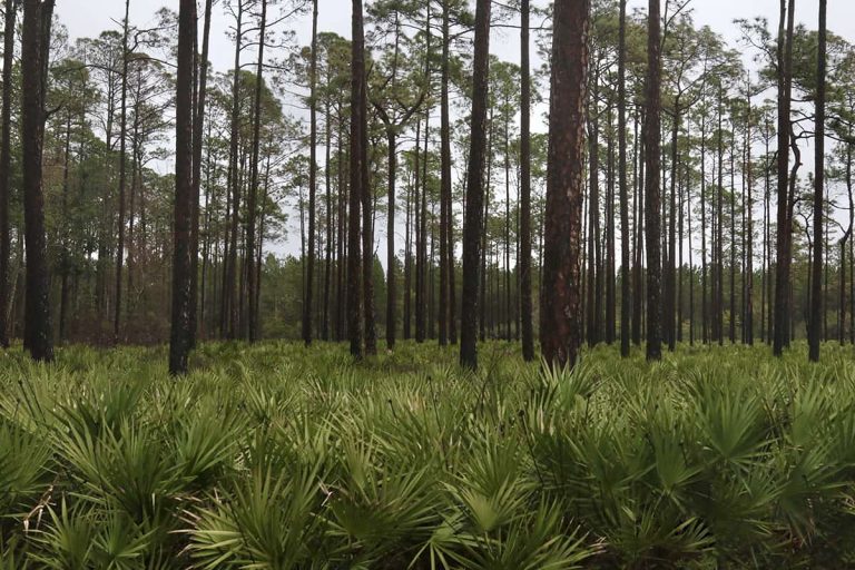 9 Small Types of Palm Trees (with Growing Info) - Plantglossary