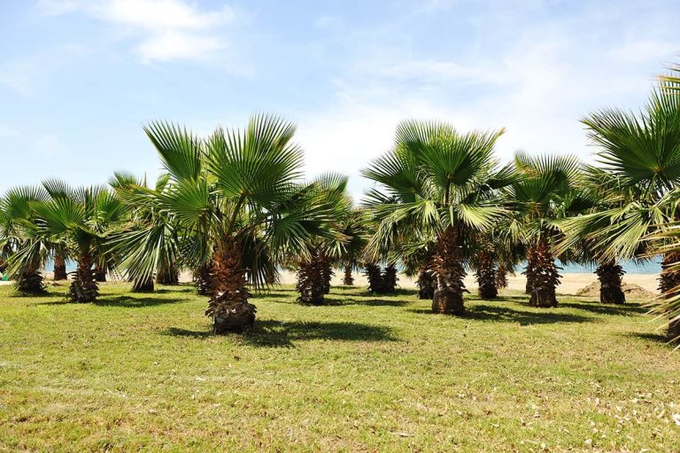 14 Different Types of Palm Trees Explained - Plantglossary